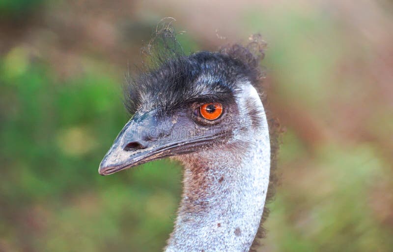Emu head closeup stock image. Image of animal, feathers - 3296641