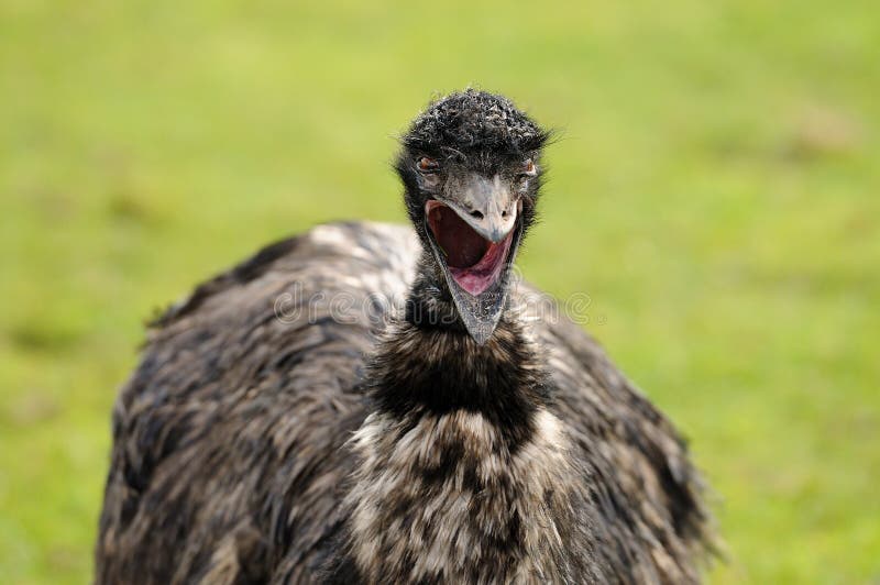 An Emu s Scream stock image. Image of gaze, black, neck - 27255797