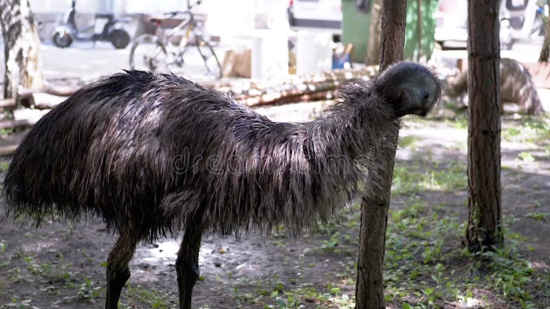 Emu Scratching Its Head on a Tree Stock Video - Video of feather ...