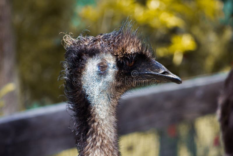 Emu Side Portrait(Sydney Zoo) Stock Photo - Image of view, tourism ...