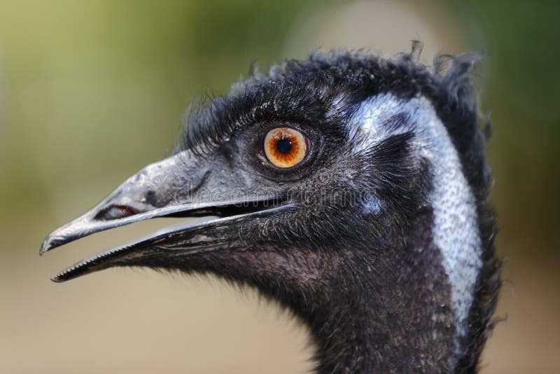 Emu side view stock photo. Image of nature, creation - 28506682