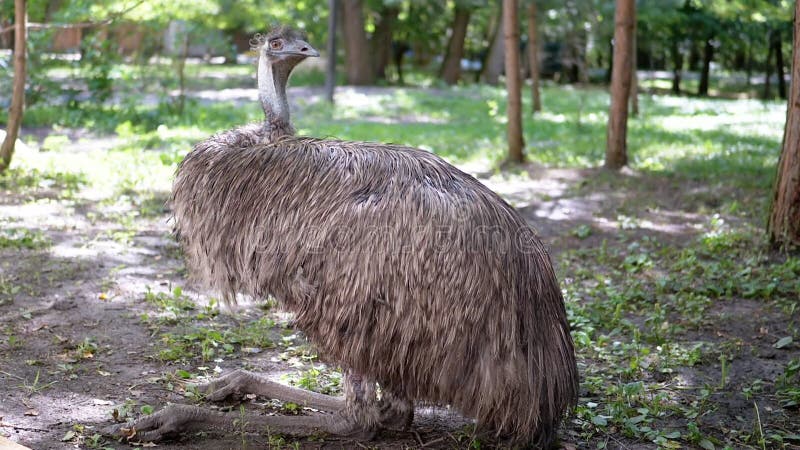 Emu resting in park stock footage. Video of endangered - 346648504