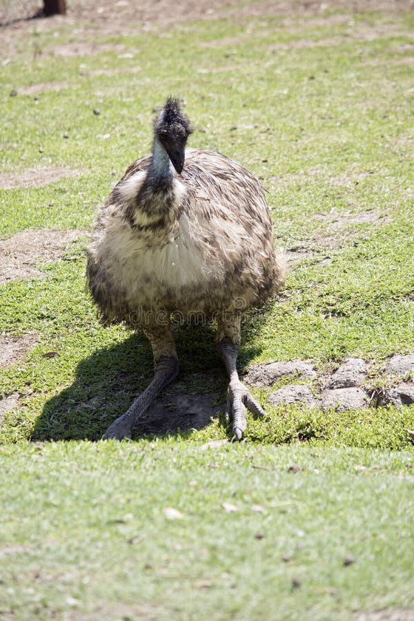 Emu Legs Stock Photos - Download 651 Royalty Free Photos
