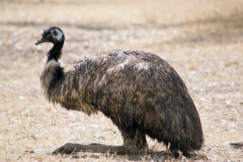 This is a Side View of an Australian Emu Stock Photo - Image of ...