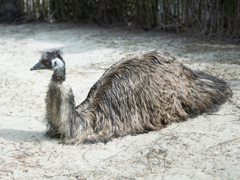 Emu sitting on ground stock photo. Image of outdoors - 300461934