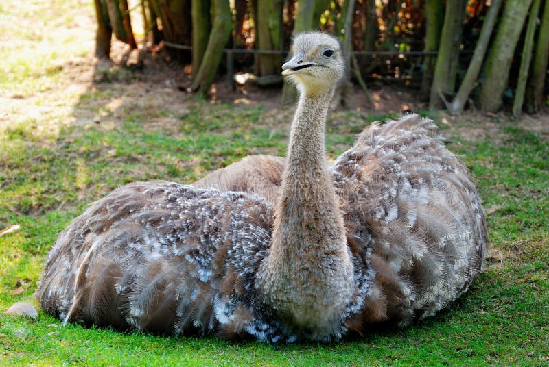 Emu Sitting on the Ground stock photo. Image of bird - 58335328