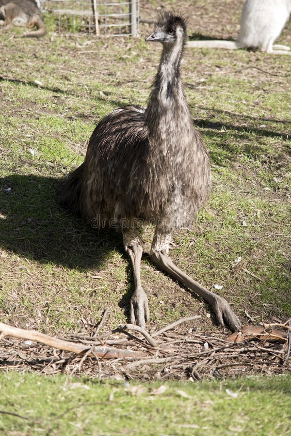 The Emu is Sitting on the Ground Stock Image - Image of eyes, australia ...
