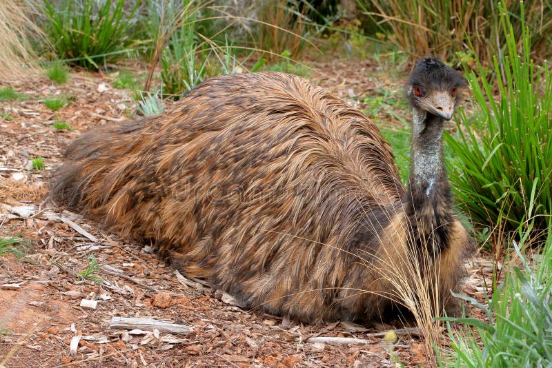 Emu sitting stock image. Image of animal, sleep, australian - 102621773