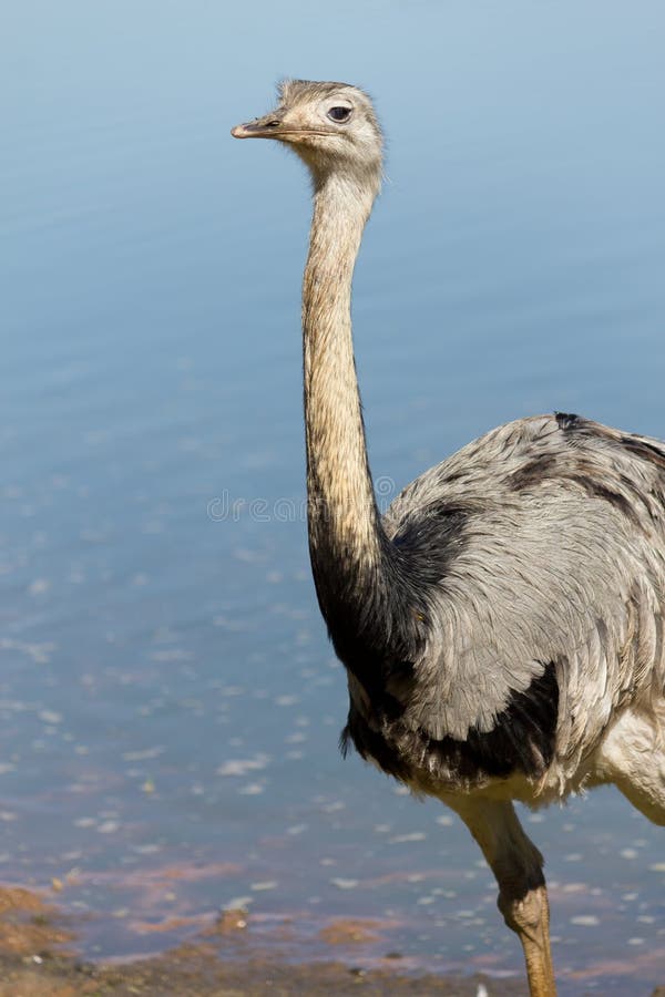 Emu Head Smiling stock image. Image of animal, aviary - 50057225