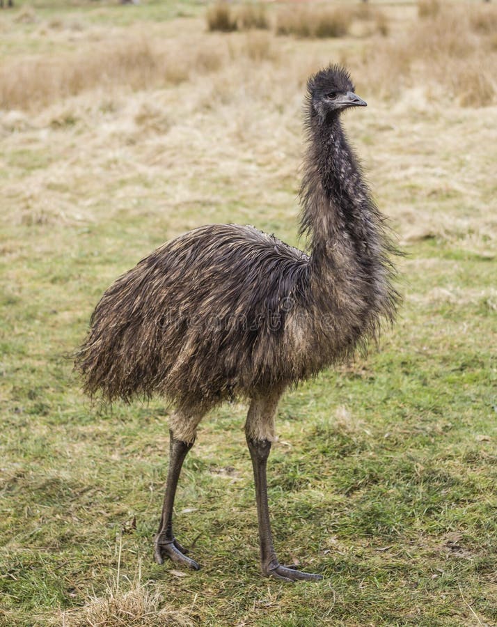 Emu Standing in Field stock image. Image of meat, rare - 65338911