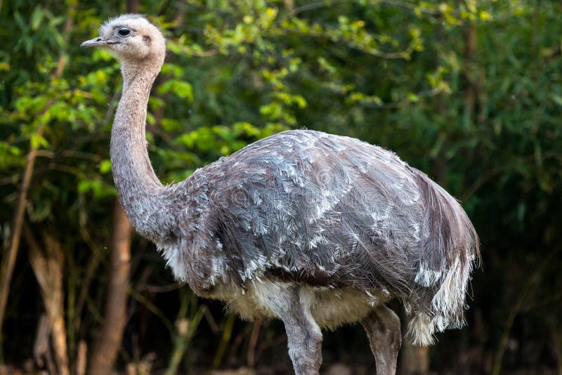 Australian Emu Standing Tall Stock Photo - Image of large, bush: 25199320