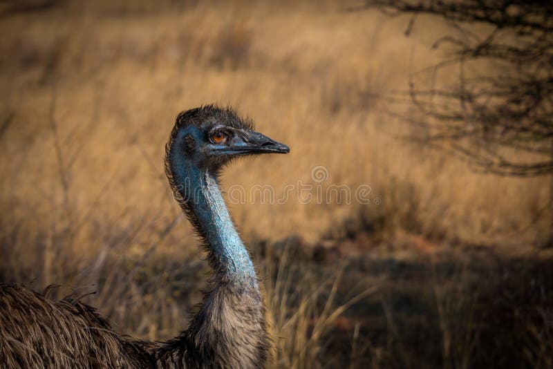 Australian Emu Standing Tall Stock Photo - Image of large, bush: 25199320