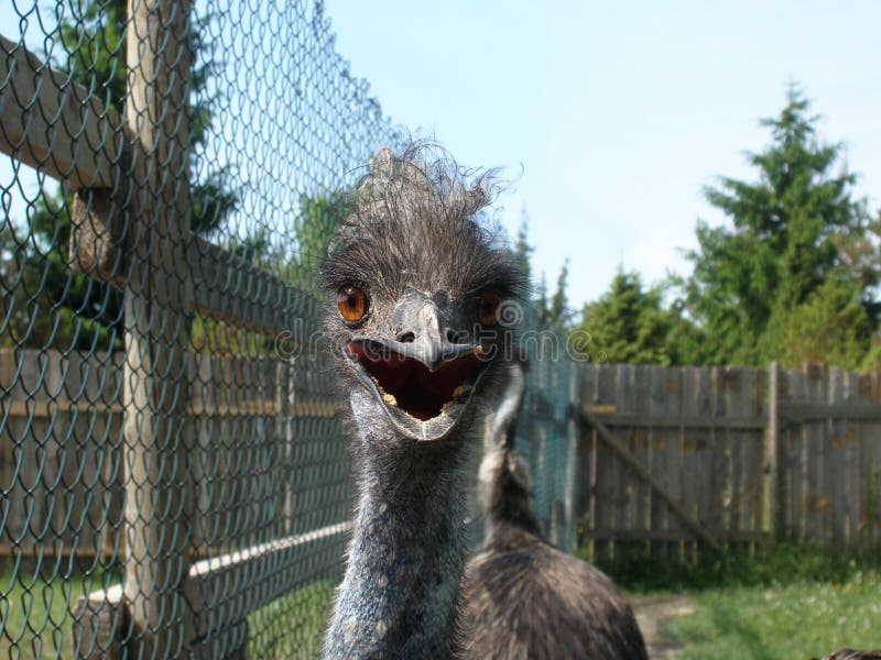 Emu staring stock image. Image of mouth, fence, clever - 264813