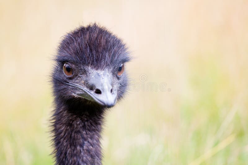 Emu stockbild. Bild von kopf, stehen, getrennt, weiß, wild - 2781151