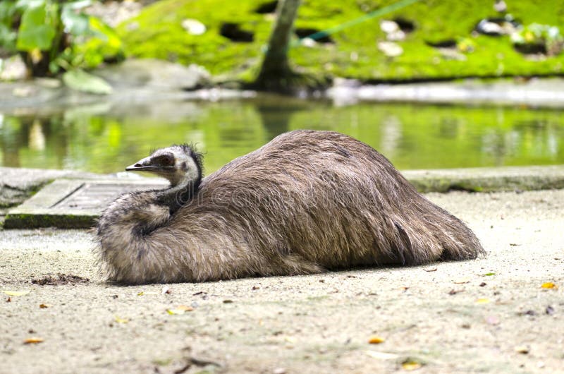 Emu take rest stock image. Image of foliage, curiosity - 21716659