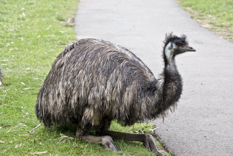 The Emu is Resting on the Grass Stock Image - Image of feather, legs ...
