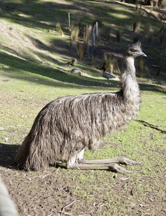 The Emu is Sitting on the Ground Stock Photo - Image of bird, plumage ...