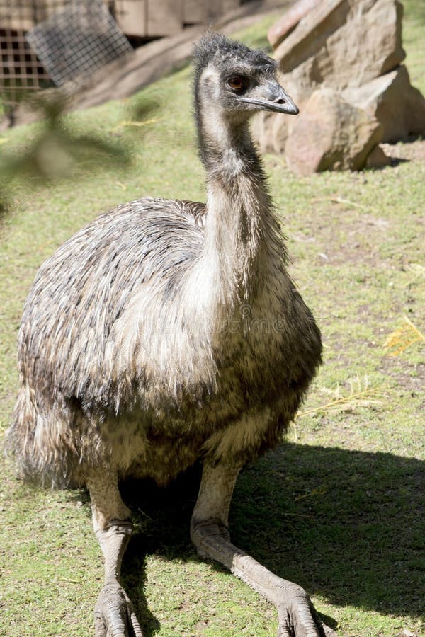 The Emu is Sitting on the Grass Stock Image - Image of tall, plumage ...