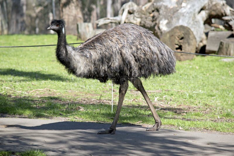This is a Side View of an Emu Walking Stock Image - Image of walking ...