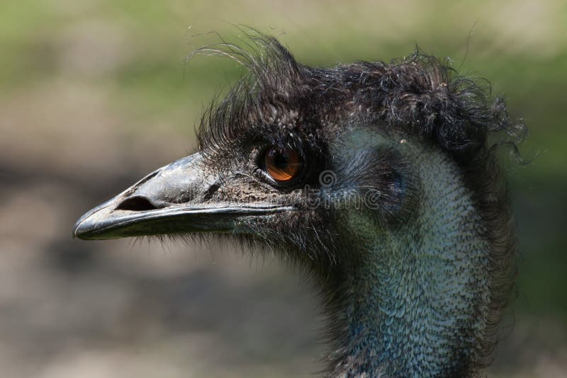 Emu U. X28; Dromaius Novaehollandiae& X29; Stockfoto - Bild von ...