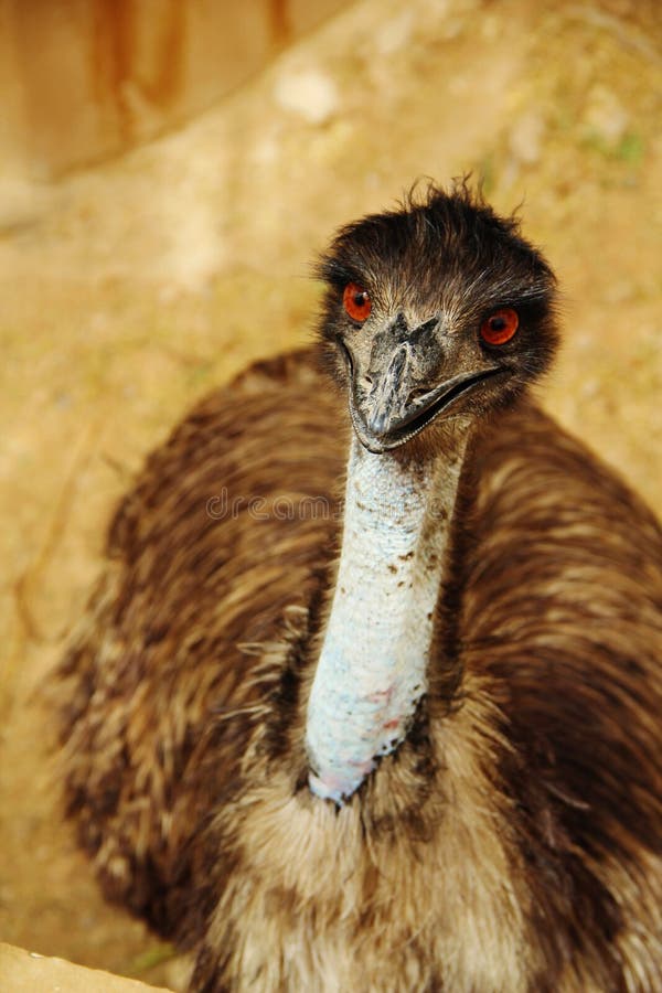 Emu stock image. Image of eyes, bird, detailed, sand - 56122605