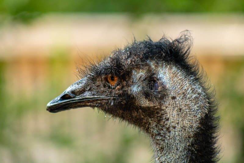 Emu up close stock image. Image of avian, ears, bird - 124516231