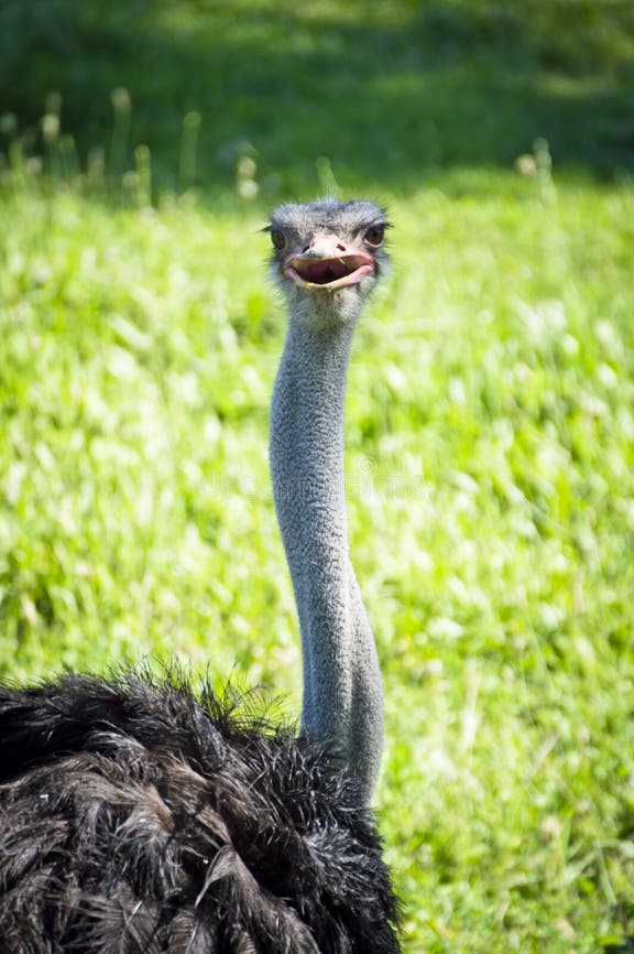 Emu stock image. Image of looking, green, grass, color - 56790573