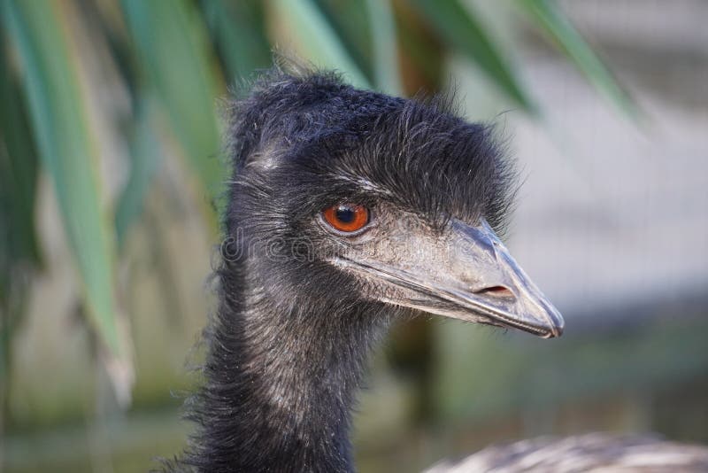 Emu Looking Out at the World Stock Image - Image of casuariidae, head ...