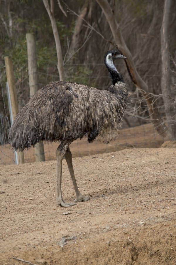 The Emu is Walking Around His Enclosure Stock Photo - Image of beak ...