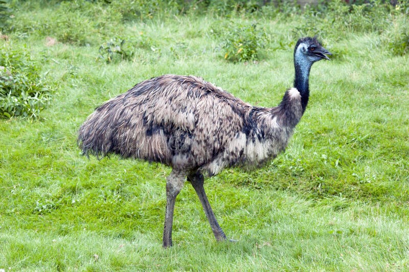 Emu stock photo. Image of plant, face, rhea, beak, male - 176299544