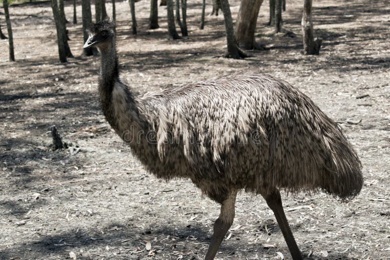 This is a Side View of an Emu Stock Image - Image of brown, legs: 164097715