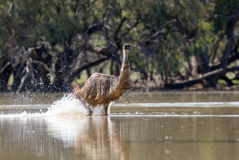 180 Emu Running Stock Photos - Free & Royalty-Free Stock Photos from ...
