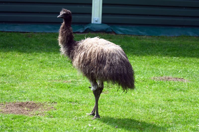 Birds Emo Stock Photos - Free & Royalty-Free Stock Photos from Dreamstime