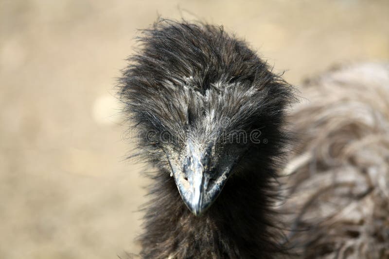 Emu stock photo. Image of birds, brown, wild, wildlife - 121178820