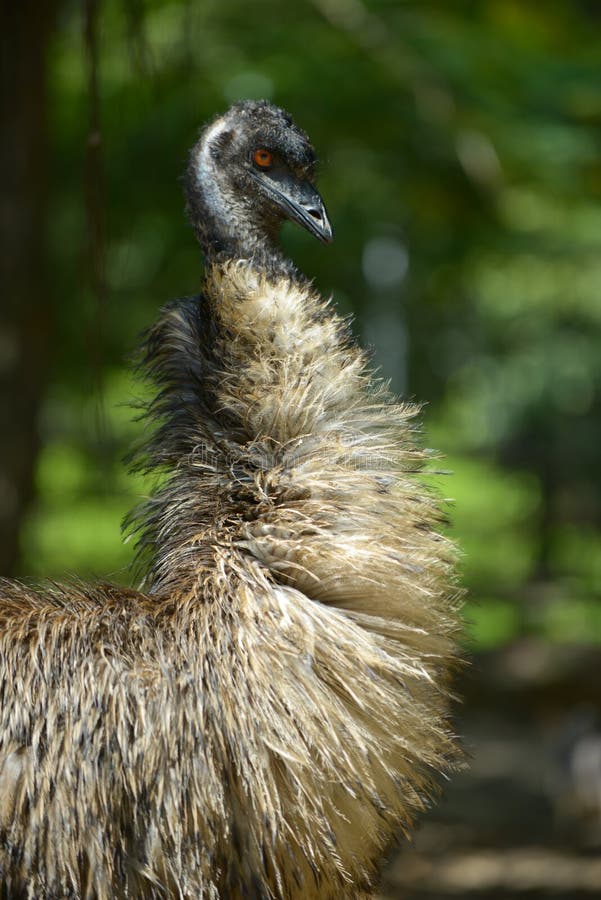 Couple of Emus are Drinking Water, Australia Stock Image - Image of ...