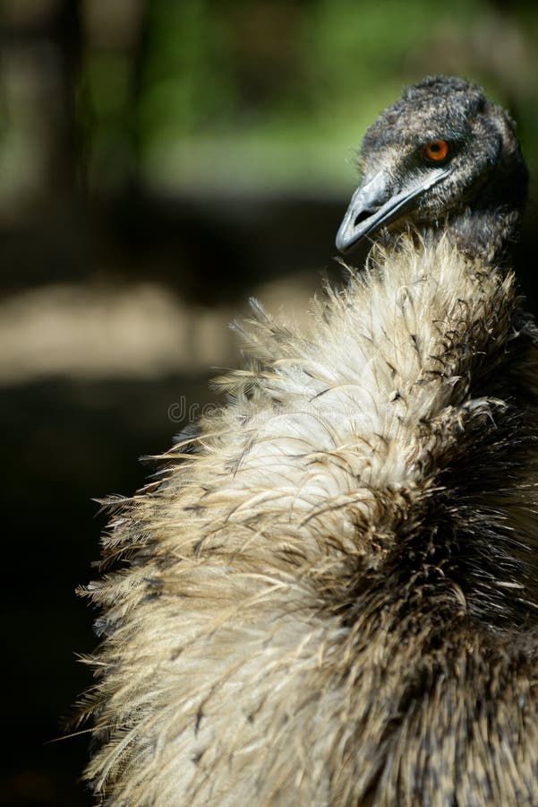 Wild Emus in the Red Desert (Outback) of Australia Stock Image - Image ...