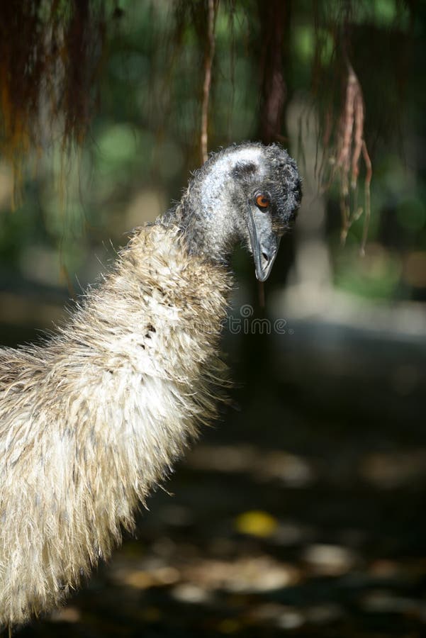 Wild Emus in the Red Desert (Outback) of Australia Stock Image - Image ...