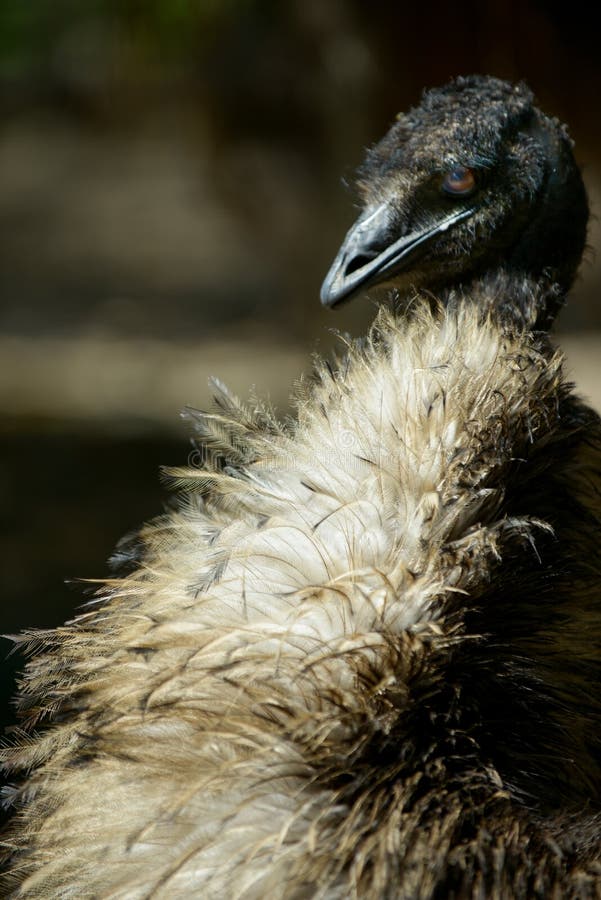 Wild Emus in the Red Desert (Outback) of Australia Stock Image - Image ...