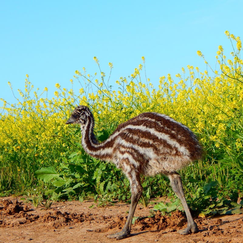 Dog emu stock image. Image of outback, australia, outside - 77174635
