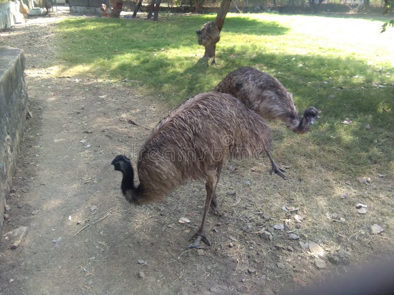 Emu stock photo. Image of grass, bird, green - 125156480