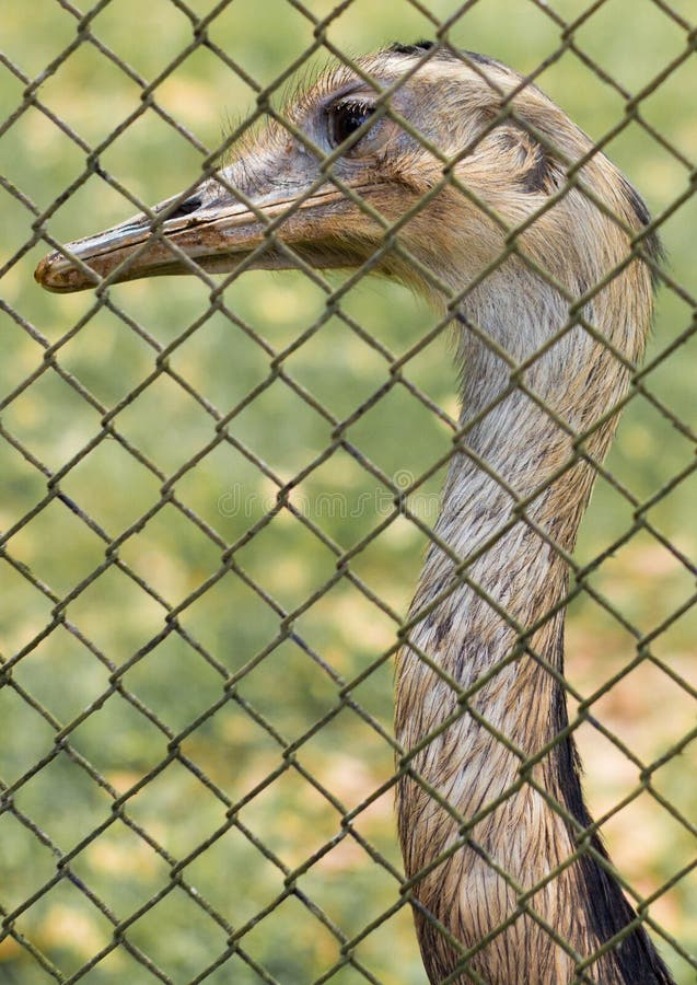 Emu in the Zoo stock photo. Image of freedom, fence, wild - 30727176