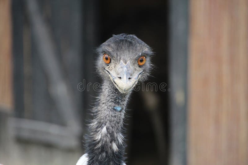 Emu stock photo. Image of staring, bird, animal, look - 76934462