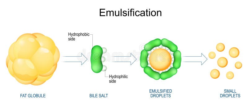 Fat Emulsification and Fat Digestion Stock Illustration - Illustration ...