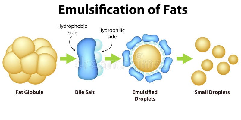 Emulsification of Fats. Lipids Digestion Stock Vector - Illustration of ...