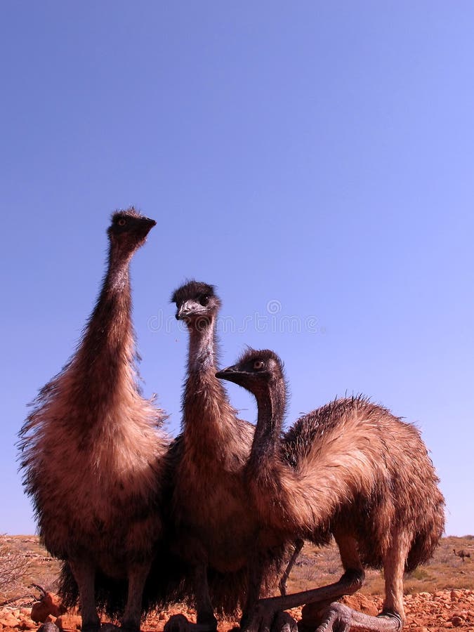 Emus, australia stock photo. Image of beak, close, australian - 65769610