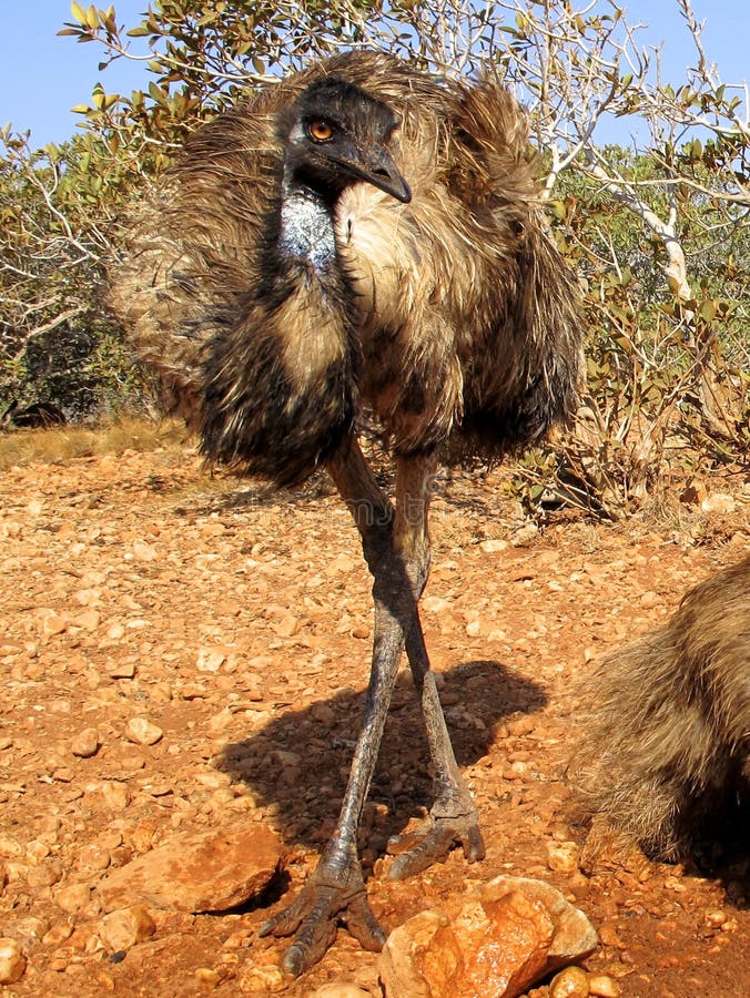 Emus, australia stock photo. Image of native, australian - 65769996