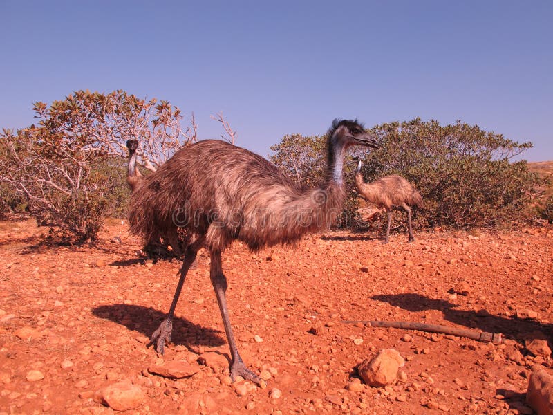 Emus, australia stock image. Image of flightless, field - 65770317