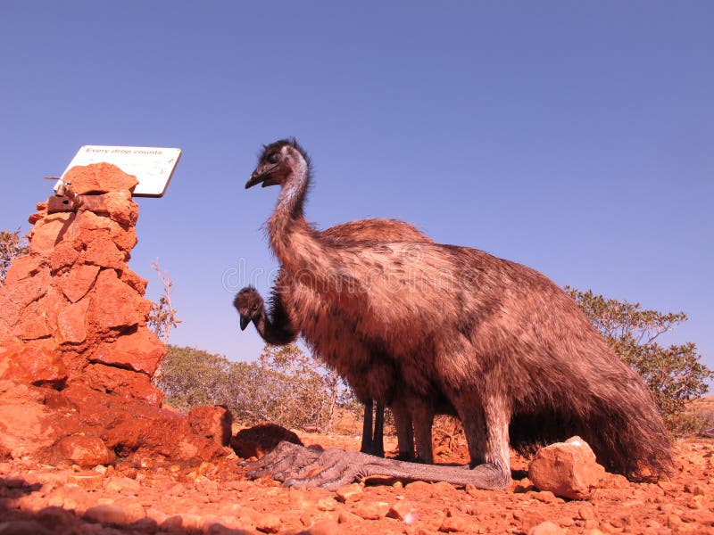 Emus, australia stock image. Image of native, flightless - 65770557