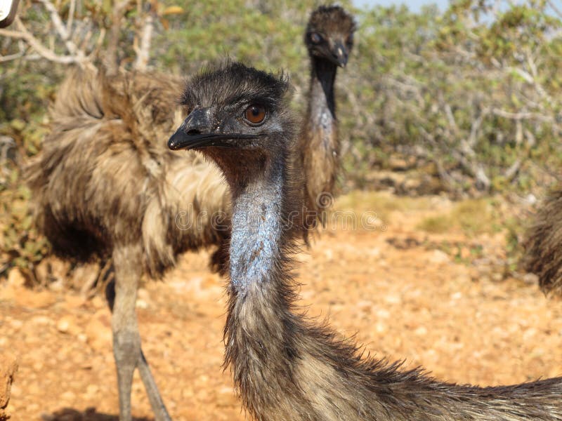 Emus, australia stock photo. Image of outback, animal - 65770628