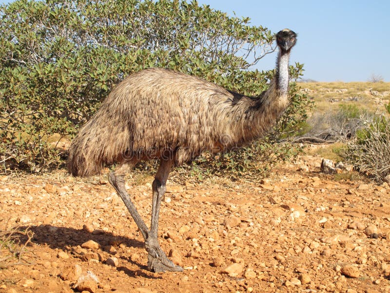 Outback Emus stock photo. Image of outback, colour, australia - 10446586